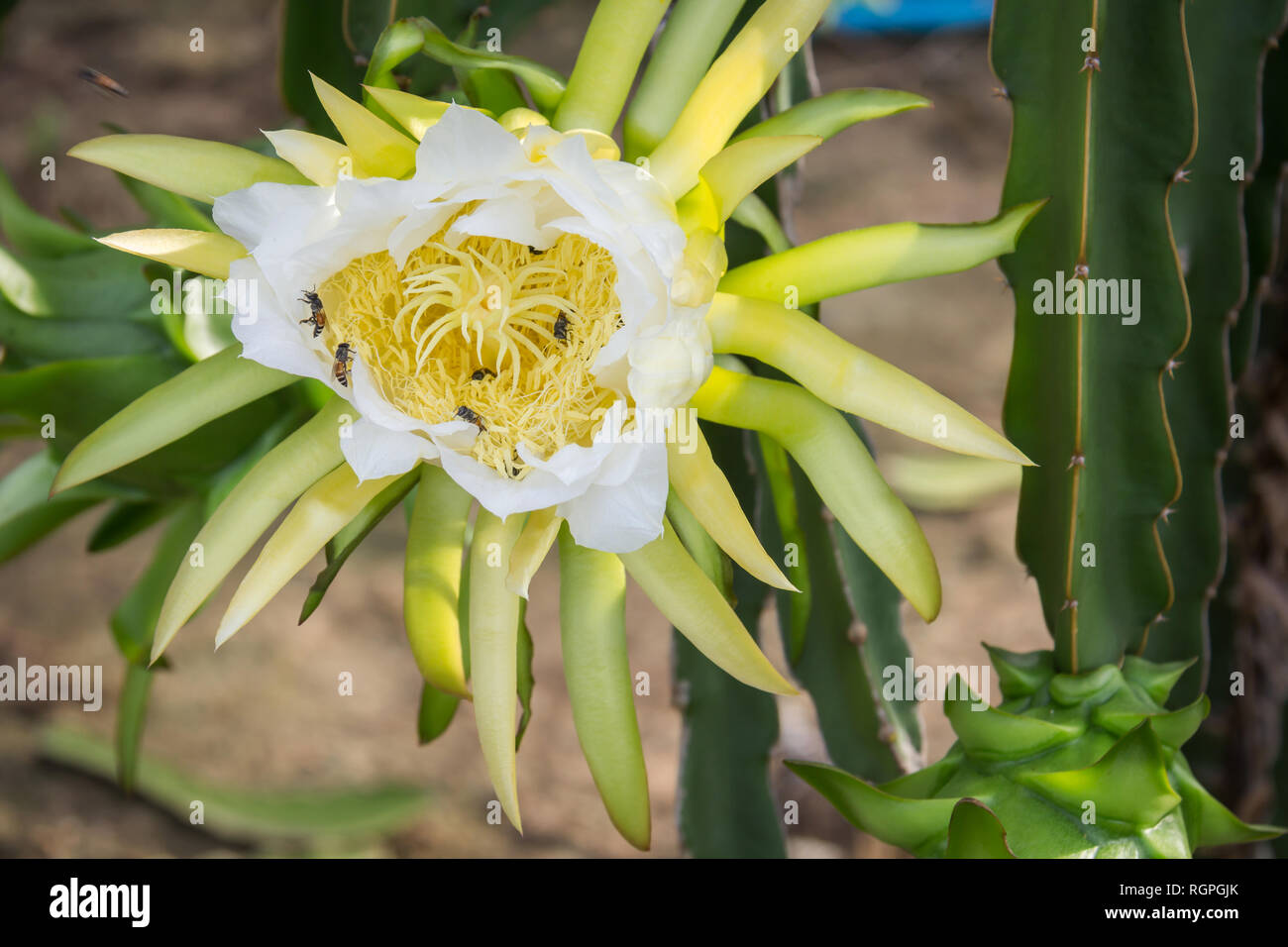 Dragon flower in the garden Stock Photo - Alamy