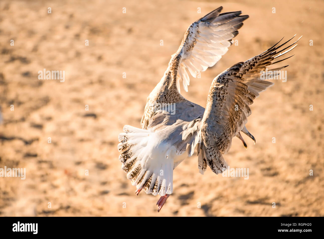 herring gull on a beach of the Baltic sea in the evening sun Stock ...