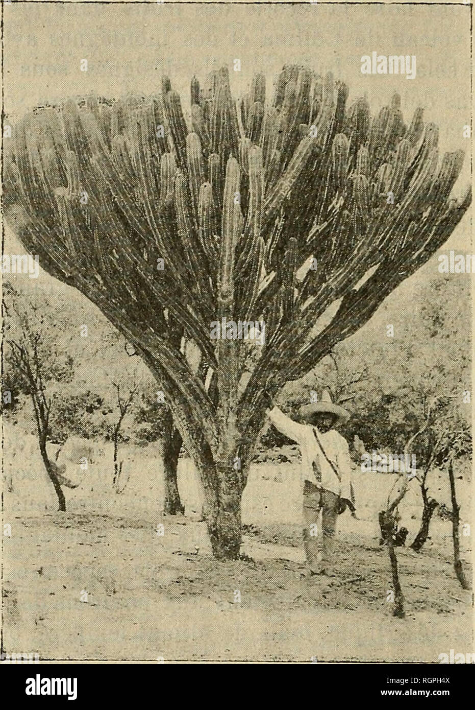 Hampe florale hi-res stock photography and images - Alamy