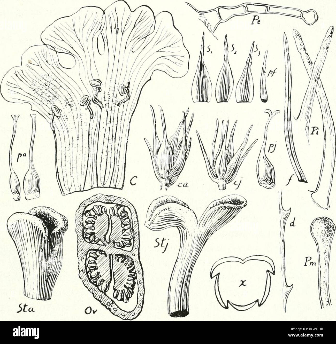 Feuilles de calice hi-res stock photography and images - Alamy