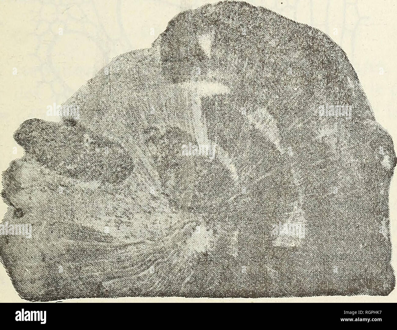 Fossile de la plante hi-res stock photography and images - Alamy