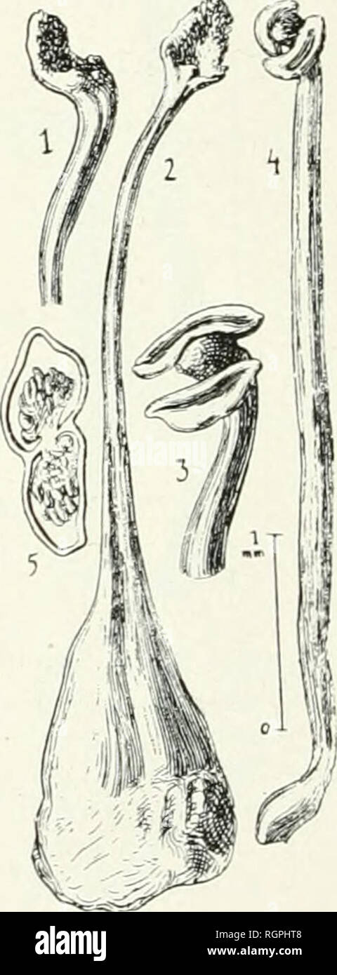 Tamine hi-res stock photography and images - Alamy