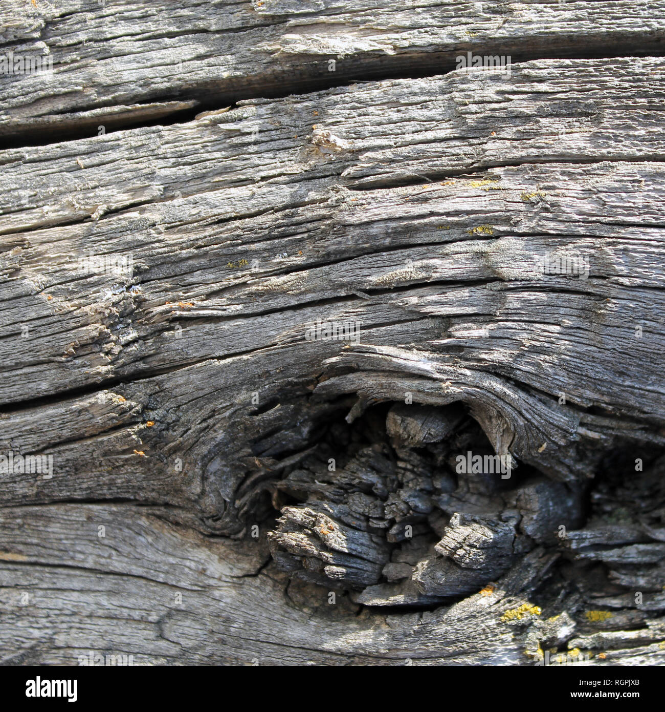The old wood texture with natural patterns. Inside the tree background ...