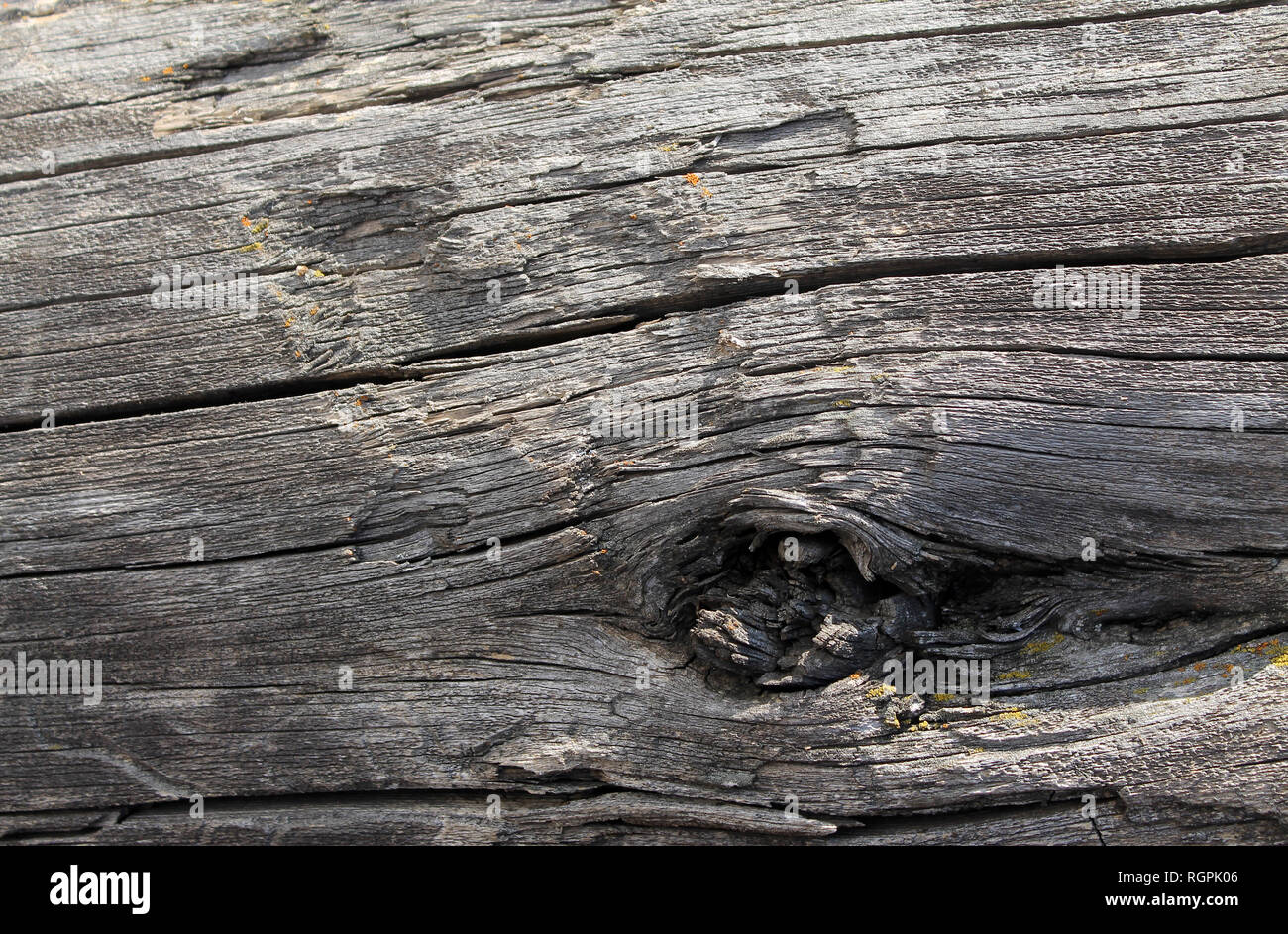 The old wood texture with natural patterns. Inside the tree background ...