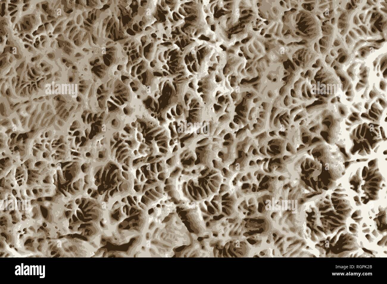 Coral close white texture hi-res stock photography and images - Alamy