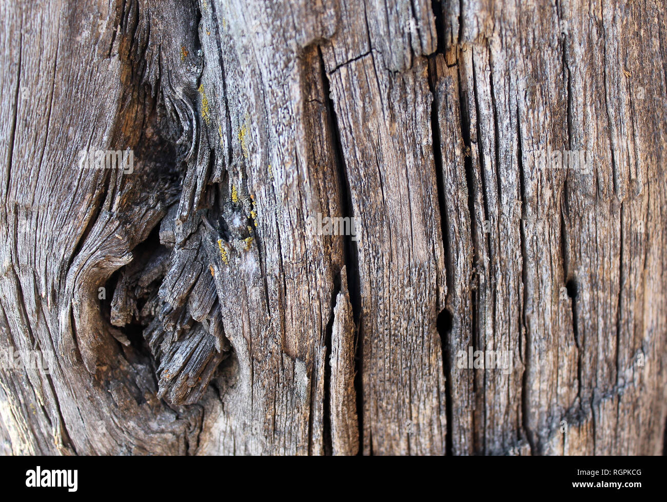 The old wood texture with natural patterns. Inside the tree background ...