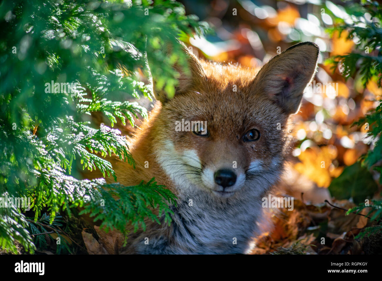 Red fox looking at camera photo hi-res stock photography and images - Alamy