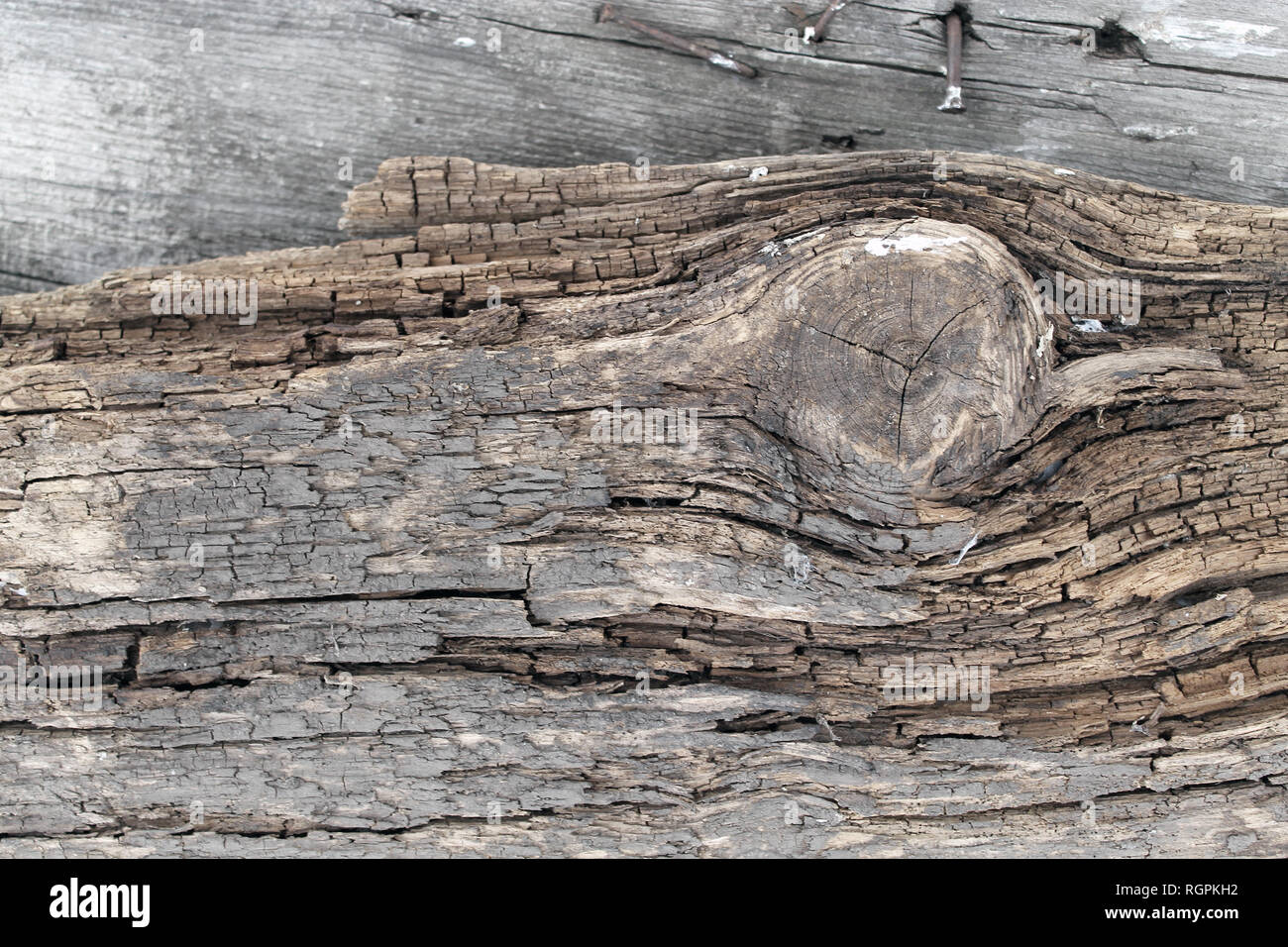 The old wood texture with natural patterns. Inside the tree background ...