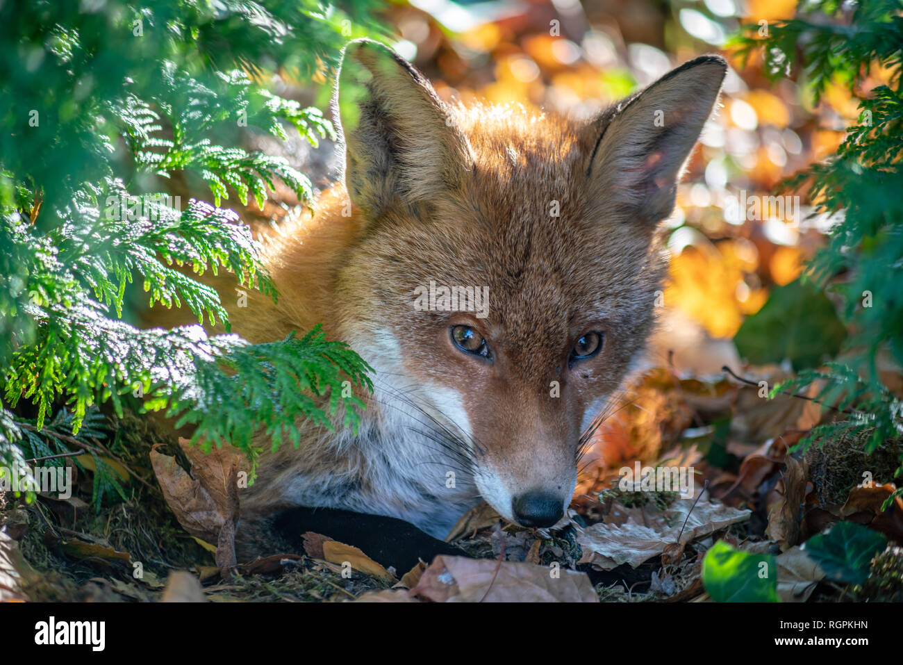 Portrait of a red fox looking into the camera Stock Photo - Alamy