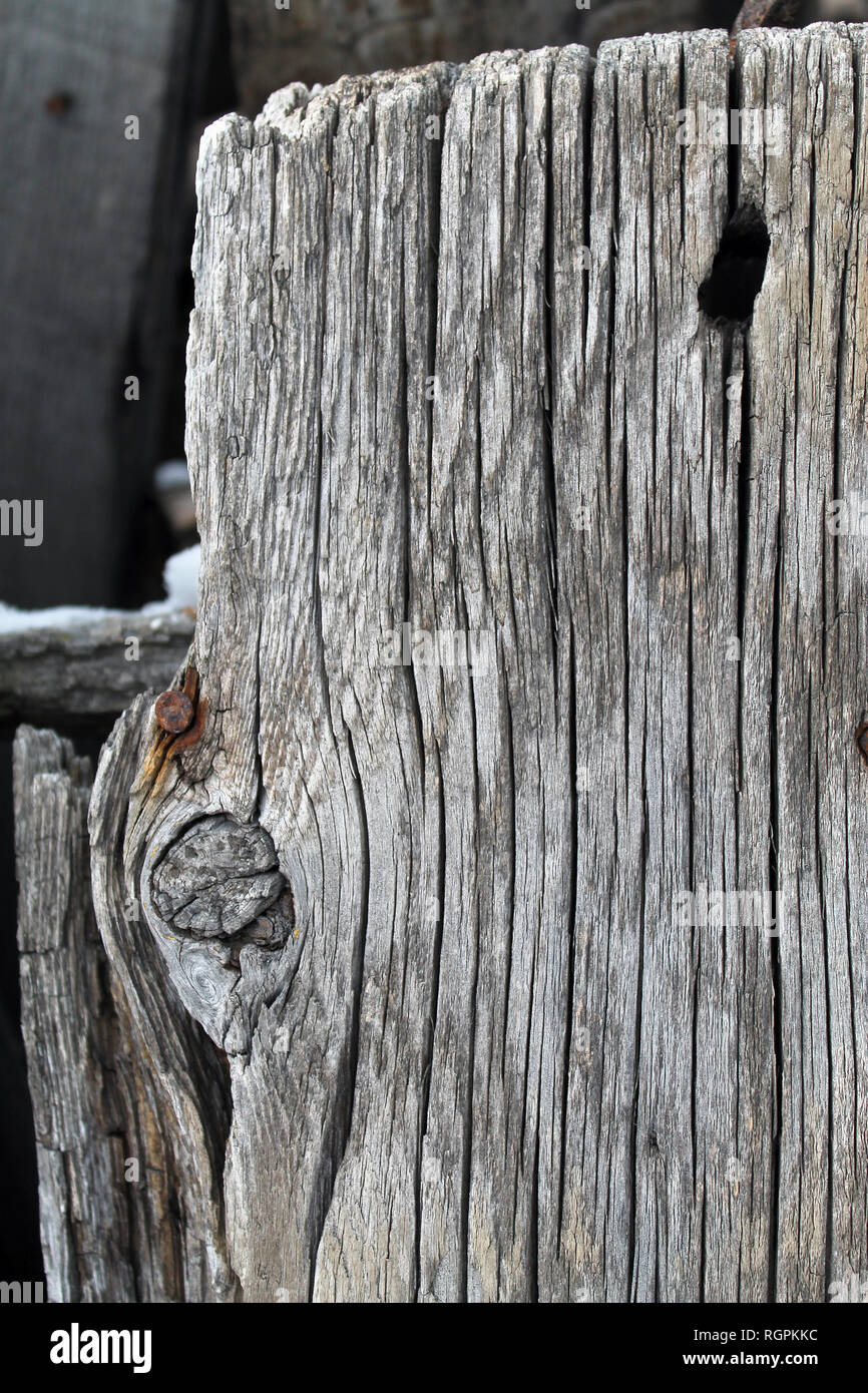 The old wood texture with natural patterns. Inside the tree background ...