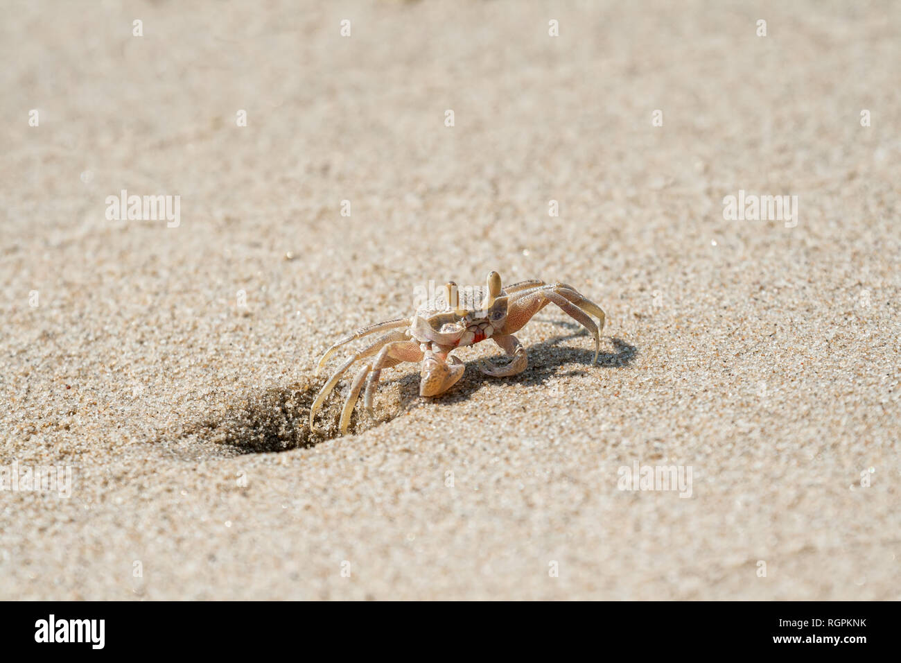 Small shell tropical beach hi-res stock photography and images - Alamy