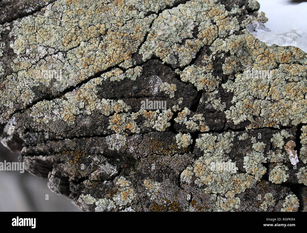 Lichen moss growing on the bark of a tree. Texture of tree bark with dry moss. Close up of brown ...
