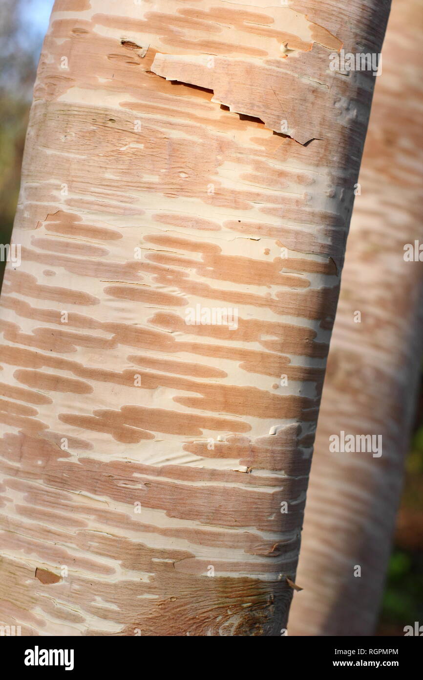 Betula lenticels hi-res stock photography and images - Alamy
