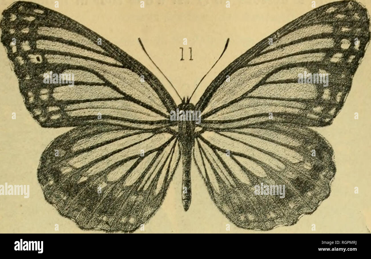 Charaxes mars hi-res stock photography and images - Alamy