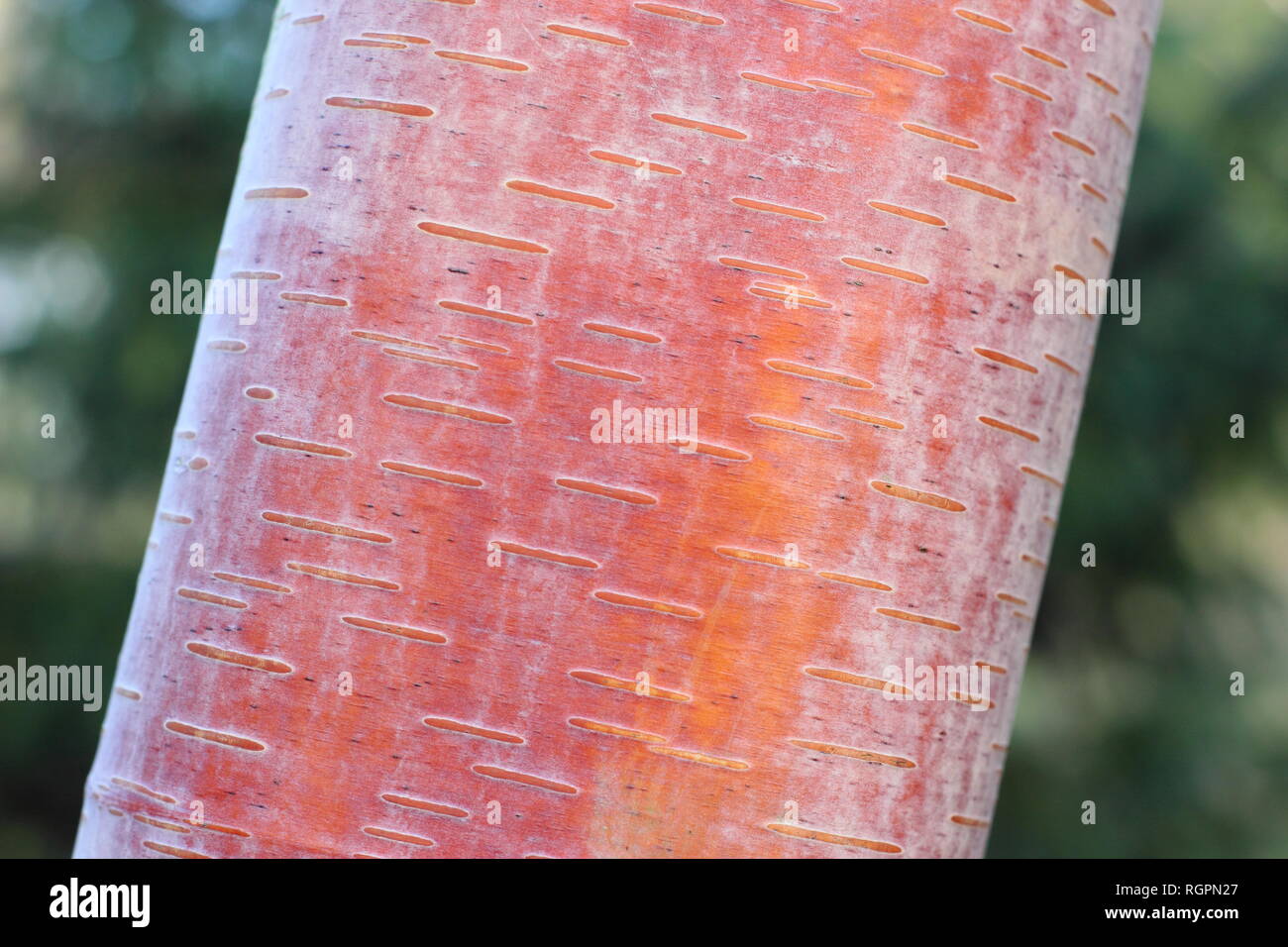 Chinese red birch hi-res stock photography and images - Alamy