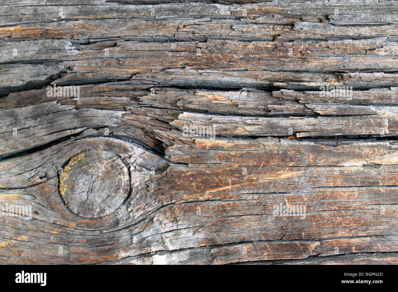 The old wood texture with natural patterns. Inside the tree background ...