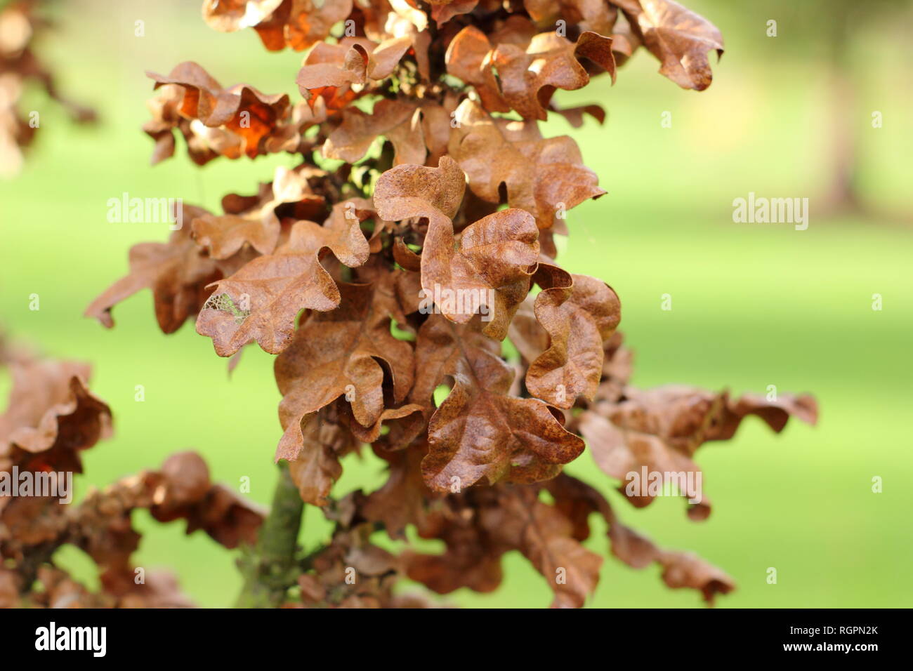 Quercus cerris winter hi-res stock photography and images - Alamy