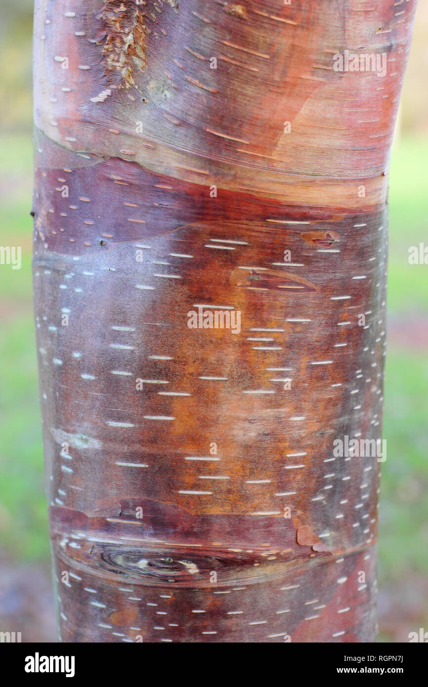 Himalayan birch winter hi-res stock photography and images - Alamy