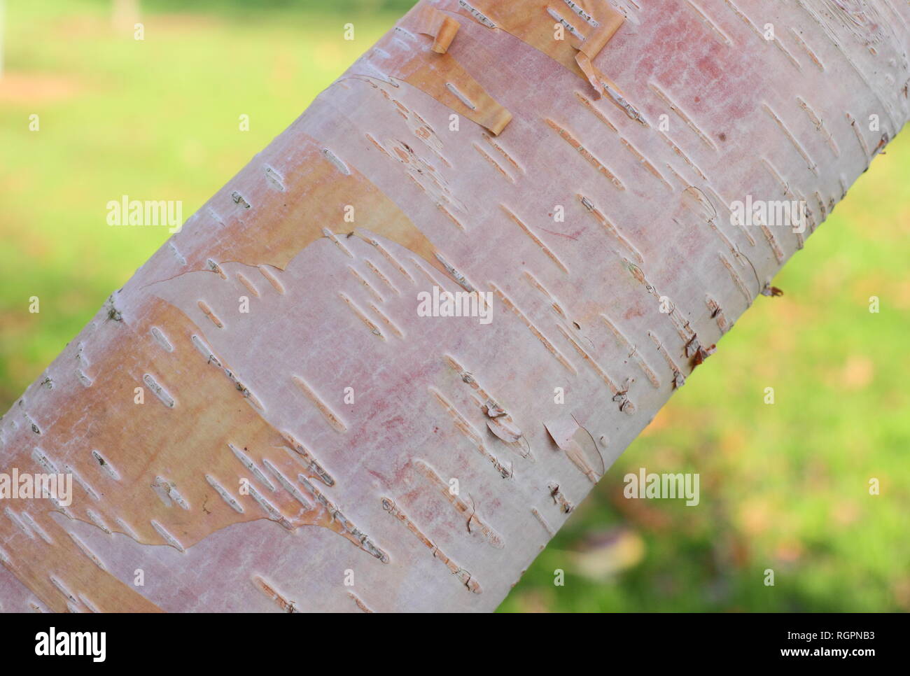Betula albosinensis ‘fascination’ hi-res stock photography and images ...