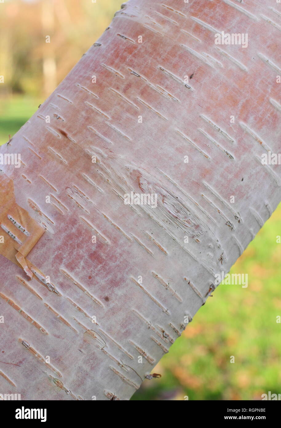 Birch tree betula winter hi-res stock photography and images - Alamy