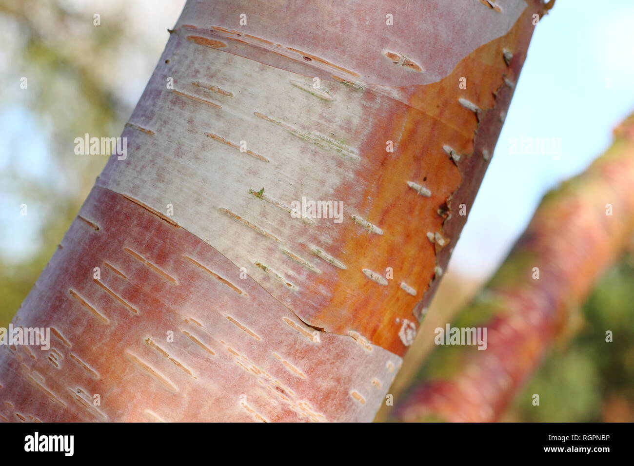 Fascination hi-res stock photography and images - Alamy