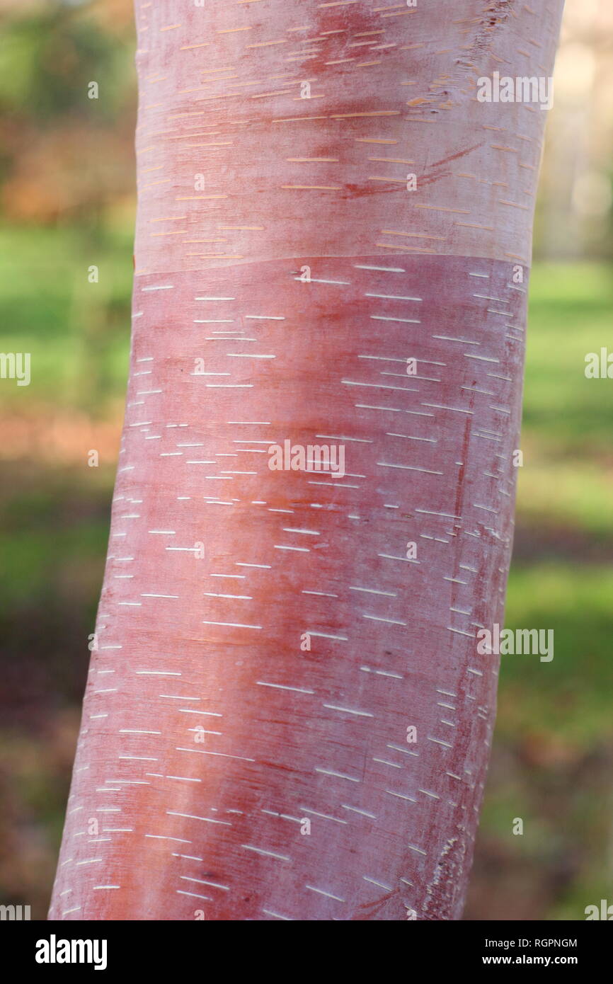 Betula china ruby hi-res stock photography and images - Alamy