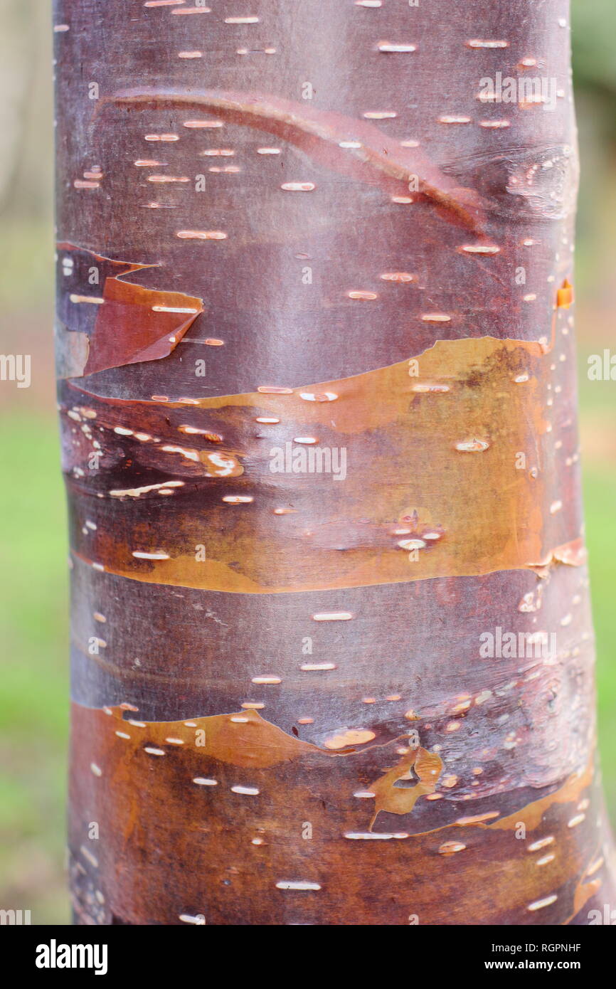 Himalayan birch tree hi-res stock photography and images - Alamy