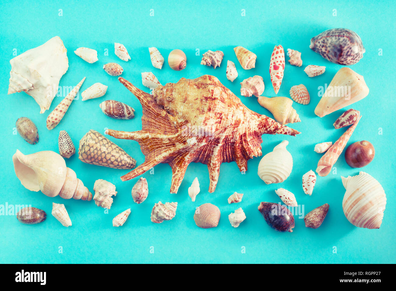 Different sea shells on blue background. Top view flat lay Stock Photo ...