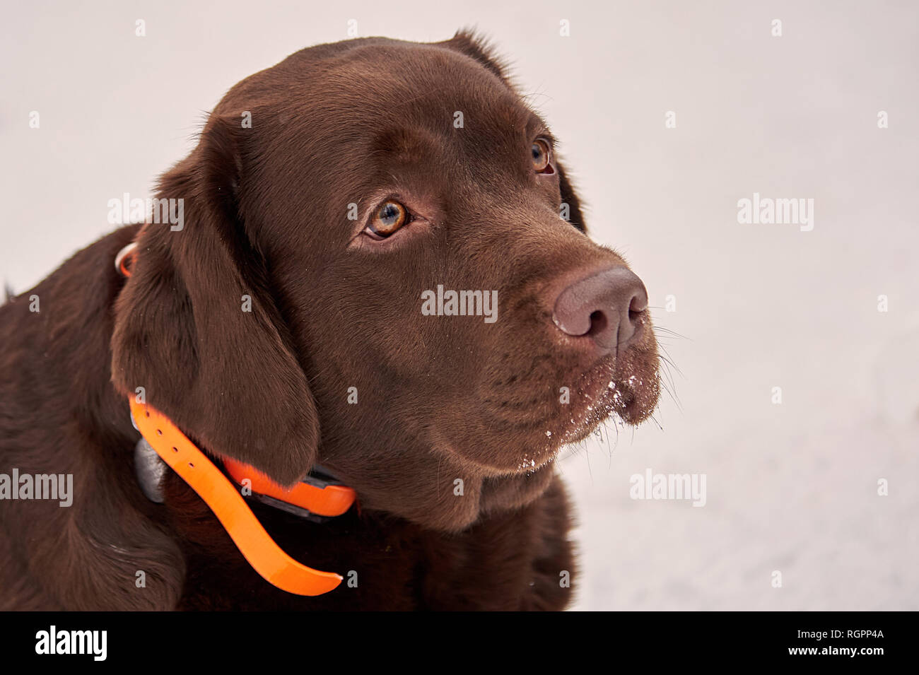 Black labrador retriever with tennis ball hi-res stock photography and ...