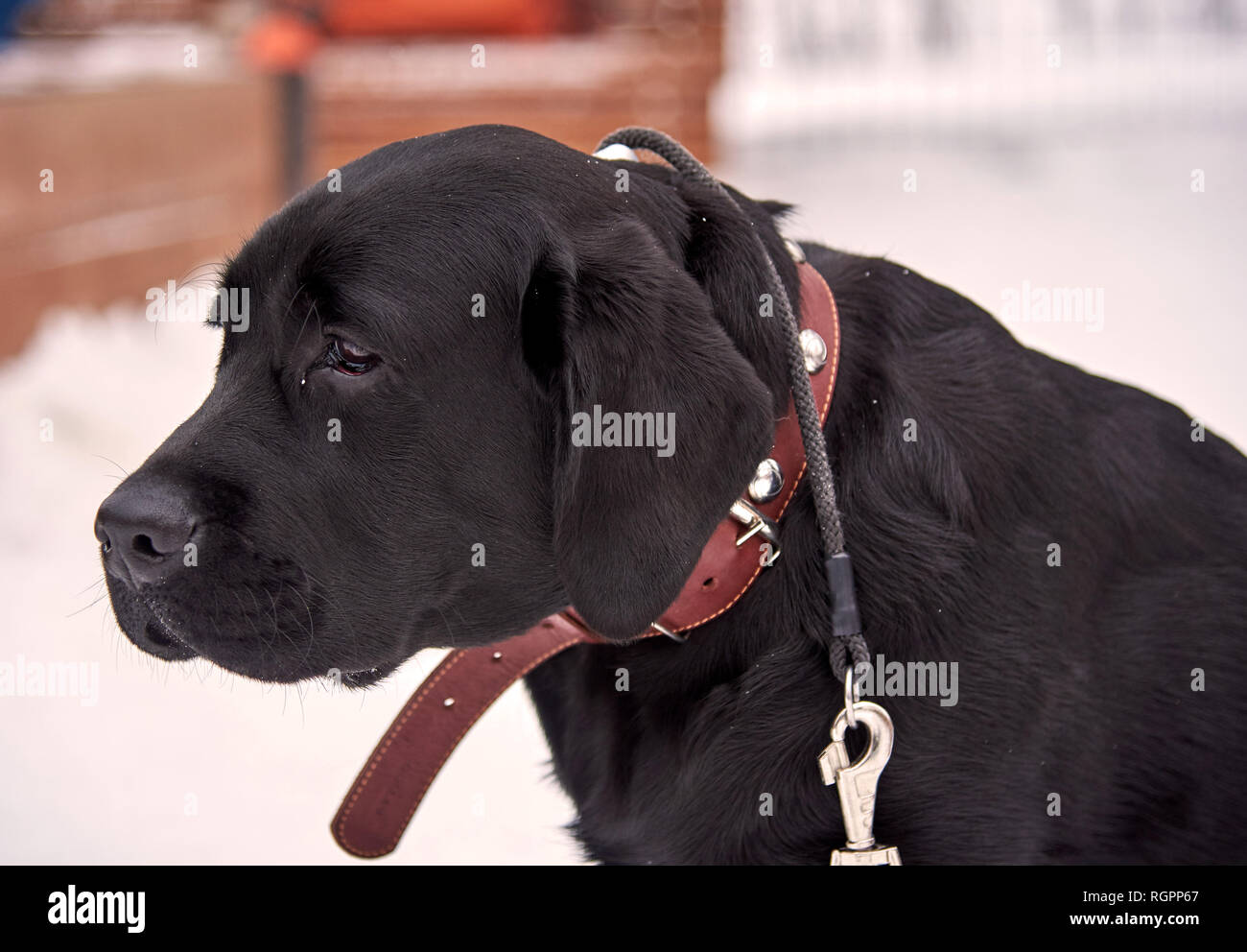 Chocolate Labrador in winter on the street. Portrait Stock Photo - Alamy