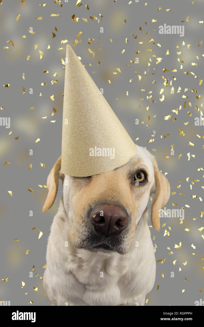 DOG IN GOLDEN BIRTHDAY OR NEW YEAR HAT. LABRADOR RETRIEVER CELEBRATING ...