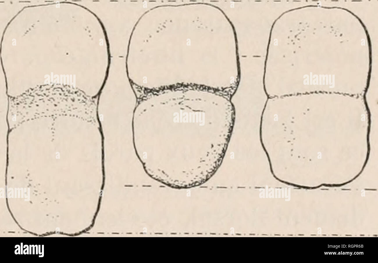 Mufle hi-res stock photography and images - Alamy