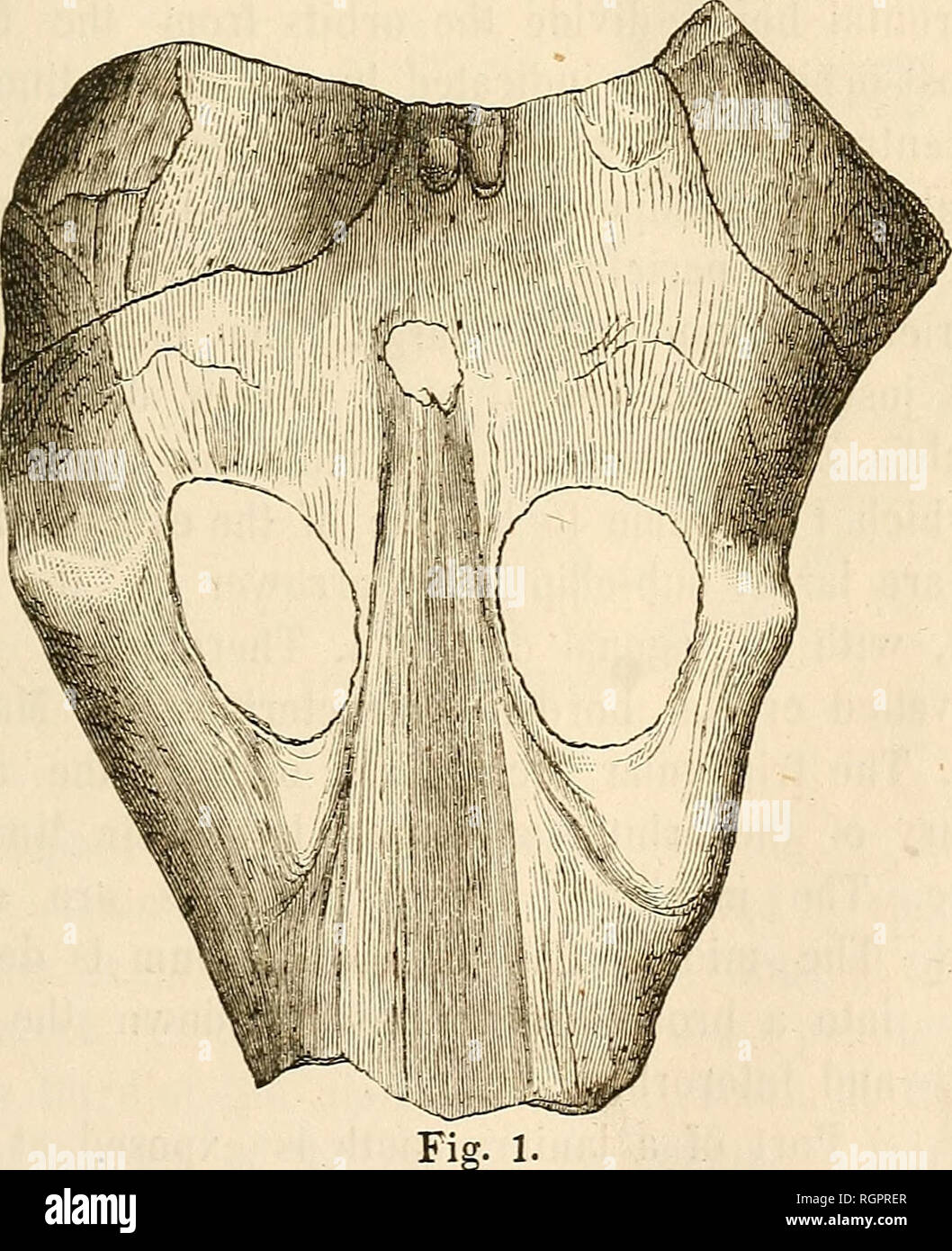 Labyrinthodont hi-res stock photography and images - Alamy