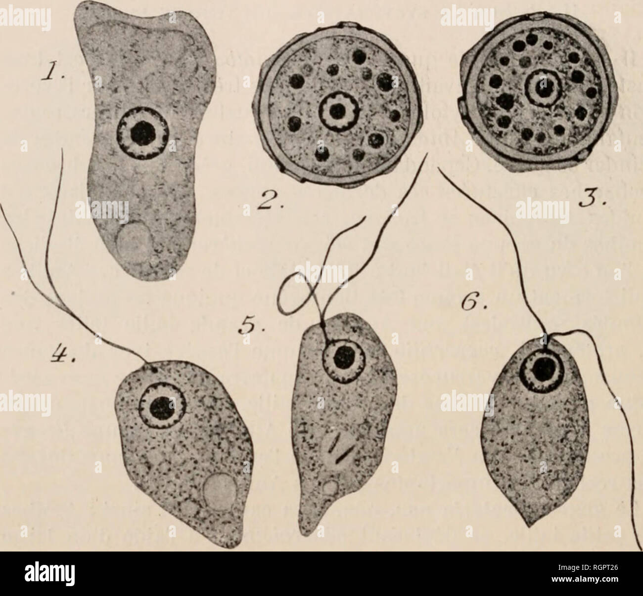 Kystes des amibes hi-res stock photography and images - Alamy