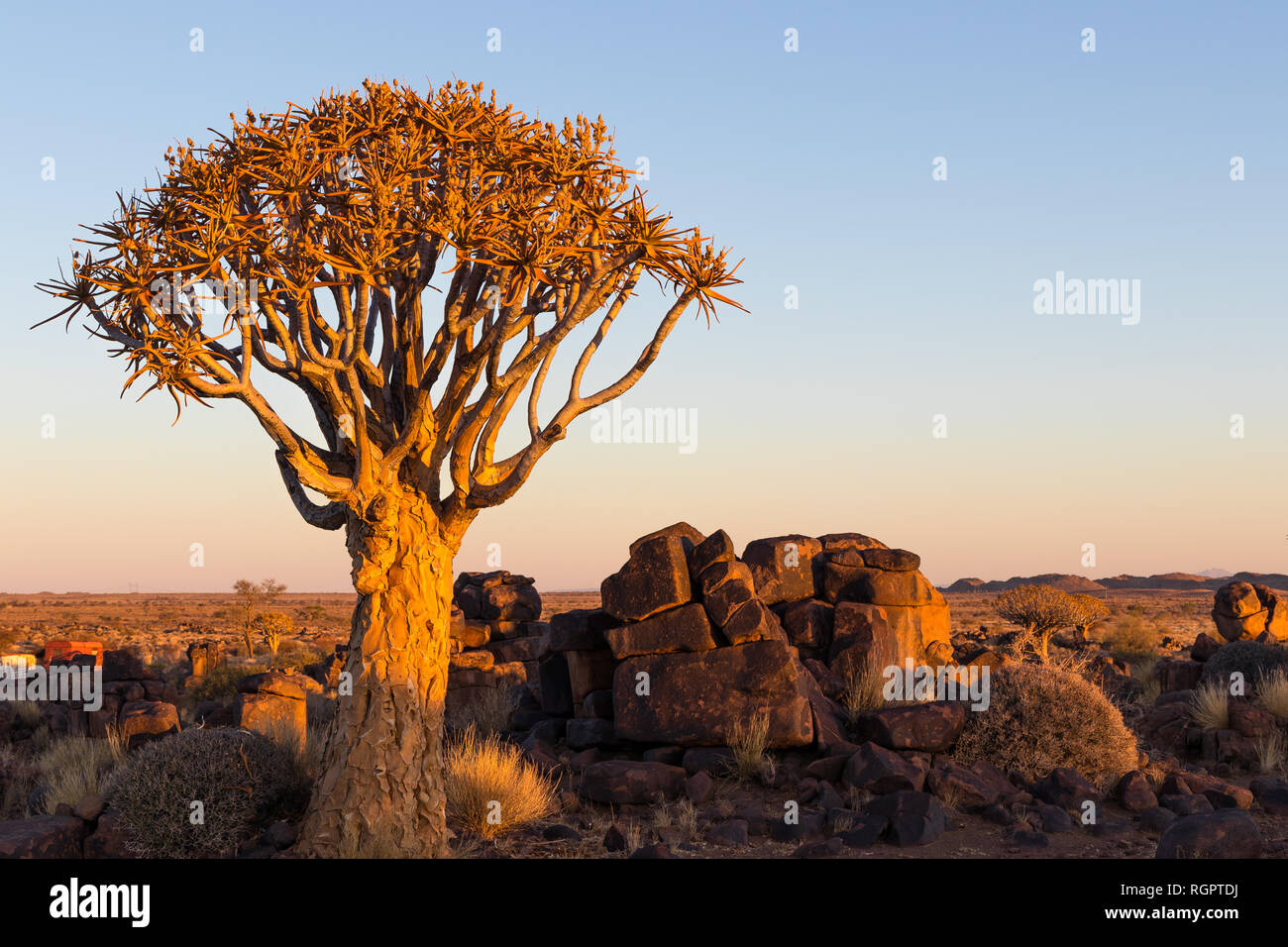 Quiver Tree Namib Desert Namibia Stock Photo - Alamy
