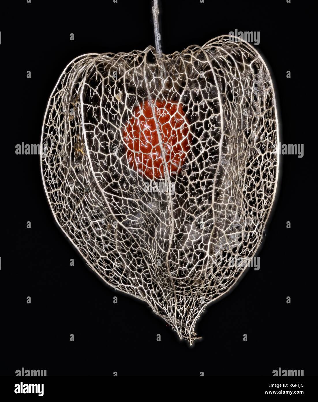 Weathered flower with fruit, Bladder cherry (Physalis alkekengi ...