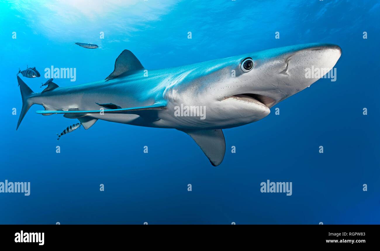 Pilot Fish High Resolution Stock Photography and Images - Alamy