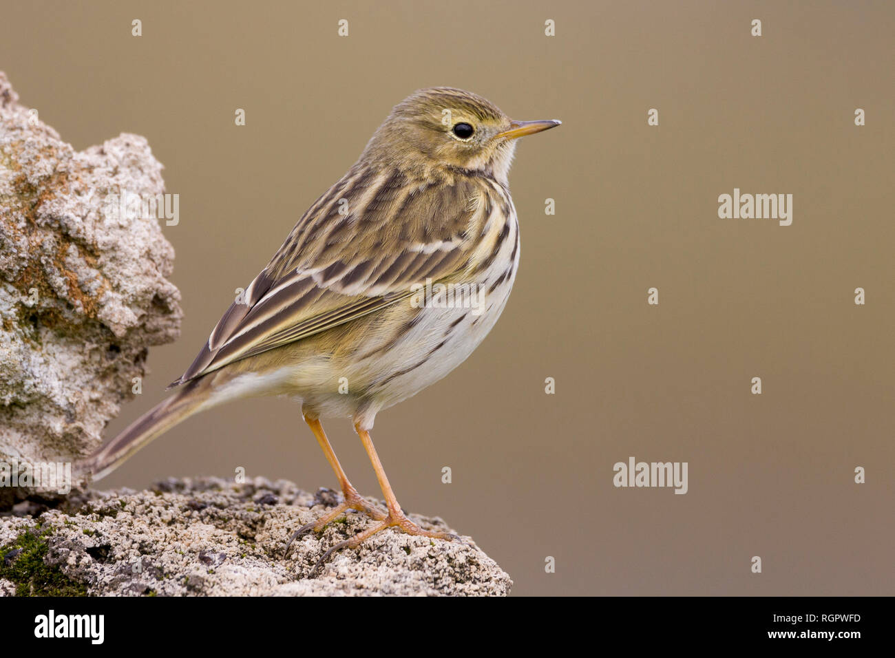 Pipits of europe hi-res stock photography and images - Alamy