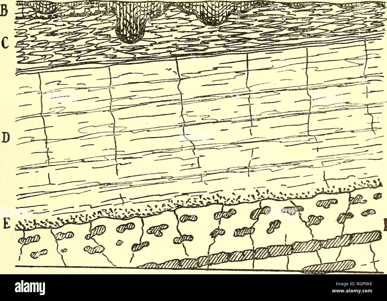 Chemin de la craie hi-res stock photography and images - Alamy