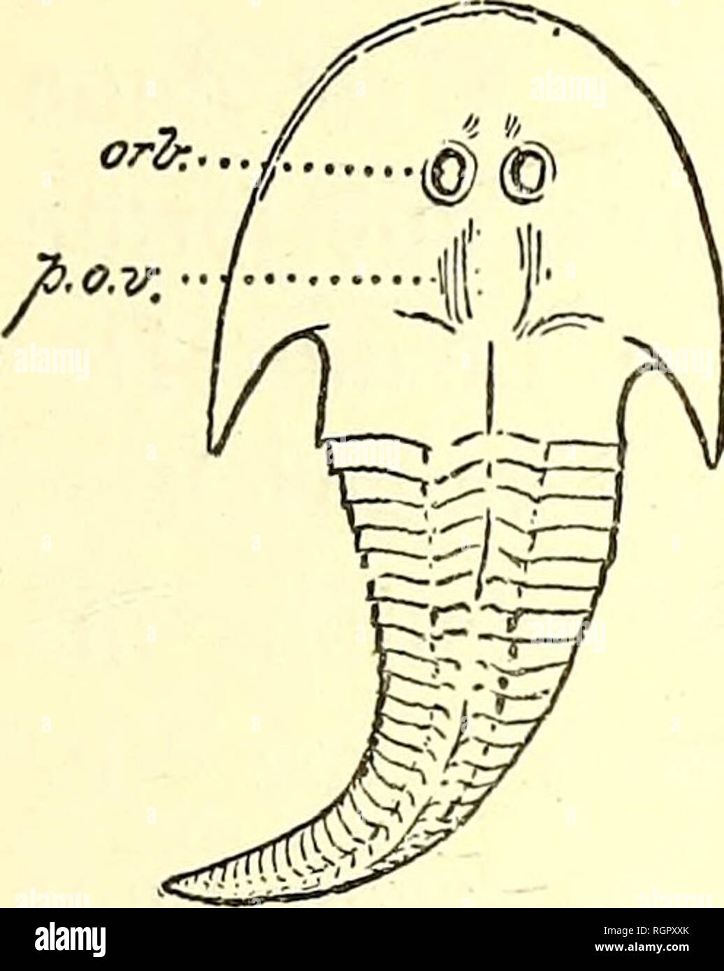 Cephalaspis hi-res stock photography and images - Alamy