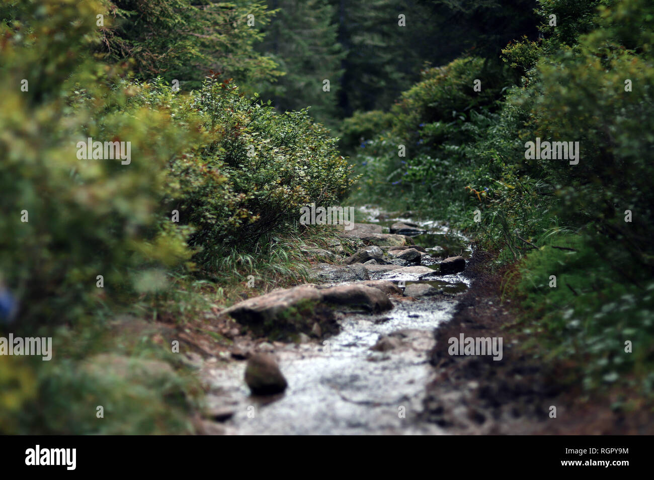 Stream of water going down a pathway in a forest surrounded by green ...