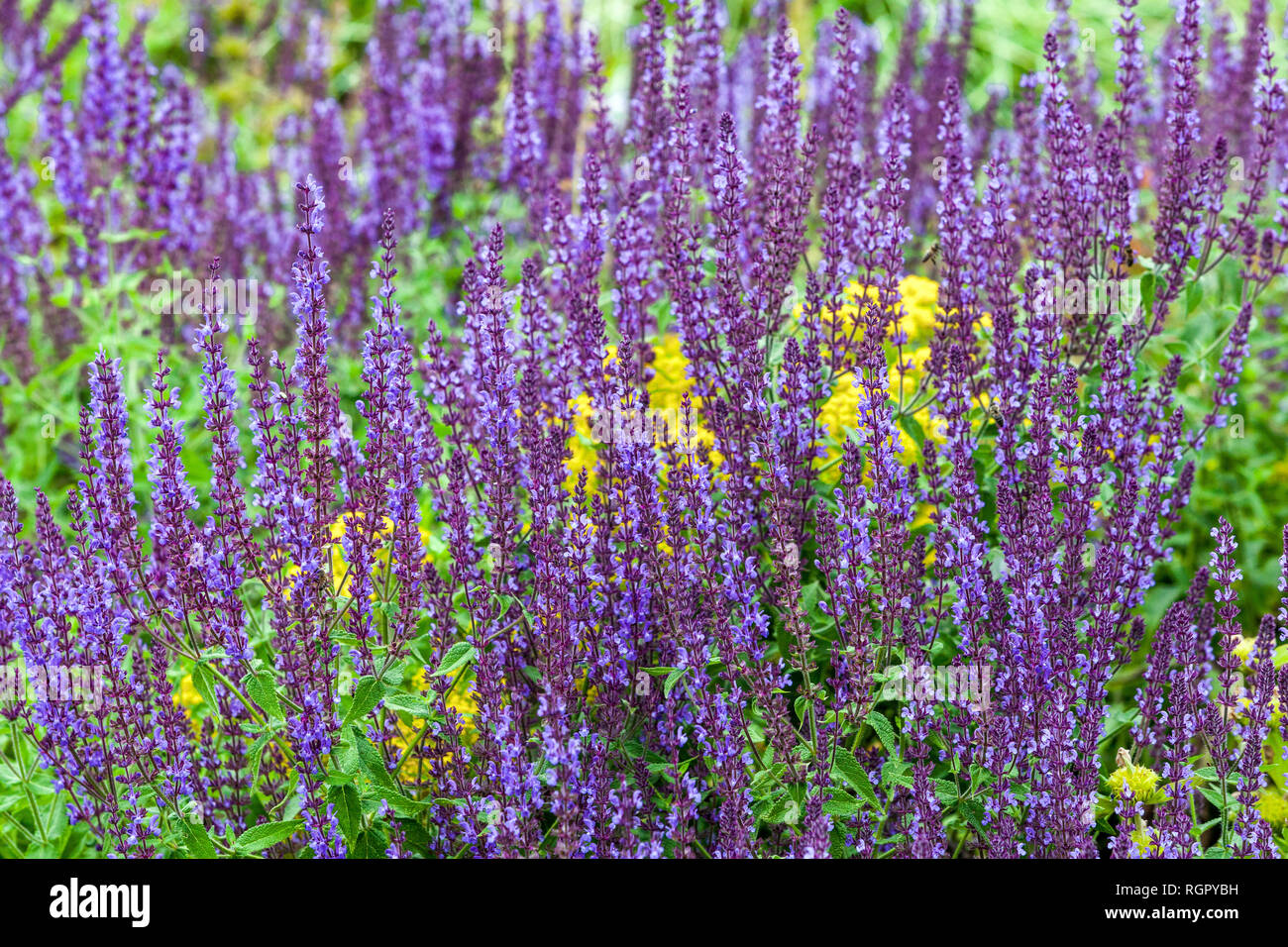 Blue Herbaceous Sage Salvia nemorosa Caradonna melliferous plant for ...