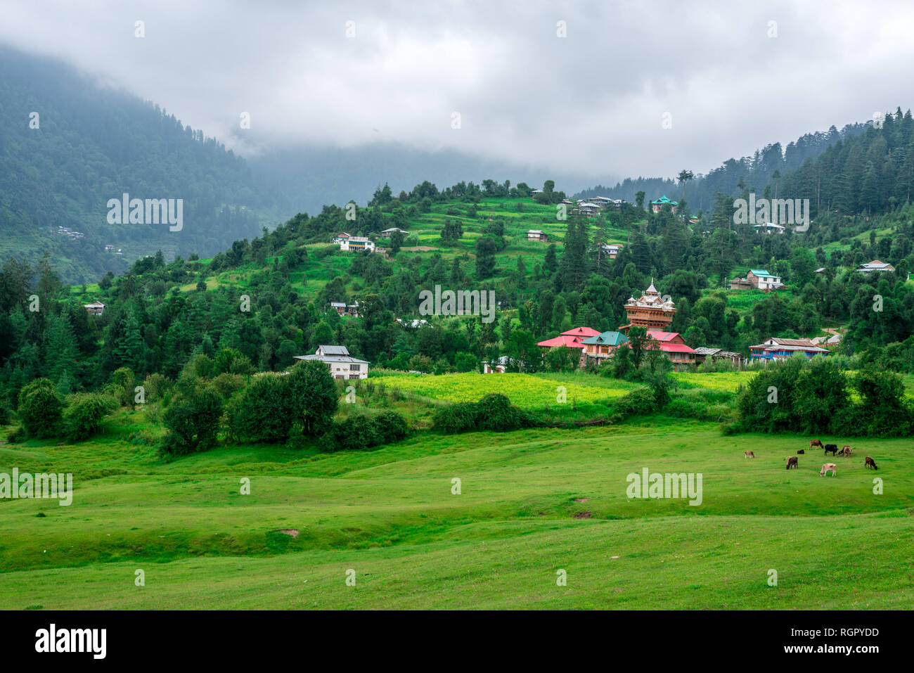 Panoramic View of Green Meadow Surrounded by Deodar Tree in Himalayas ...