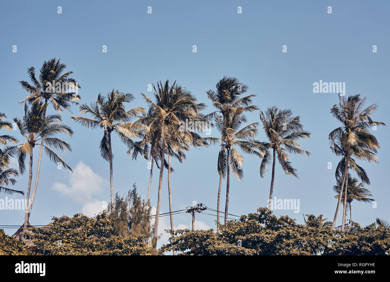 Palm row of palm trees hi-res stock photography and images - Alamy
