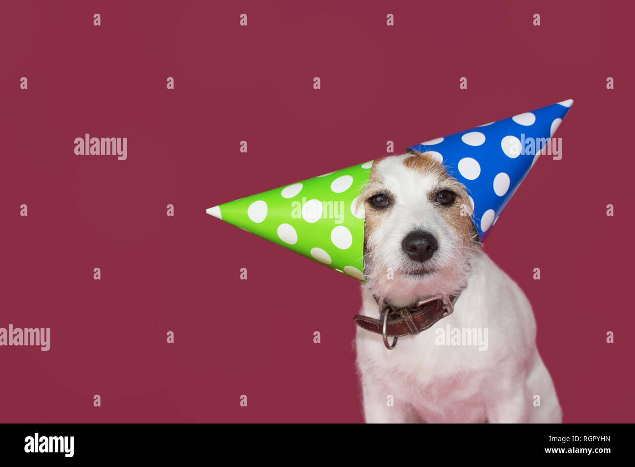 Funny Dog Party Pictures