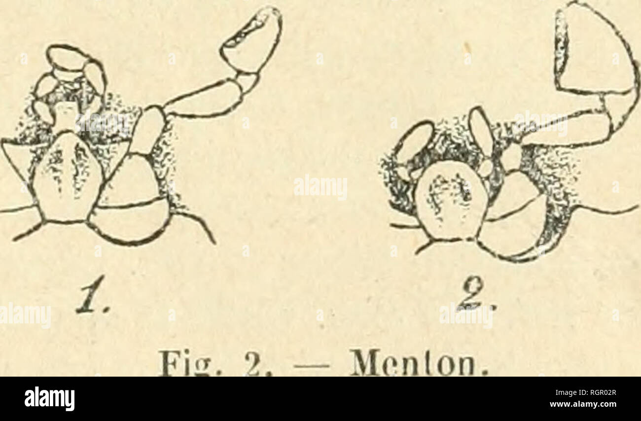 . Bulletin de la SociÃ©tÃ© entomologique de France. Entomology ...