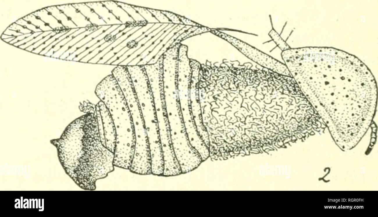 Nua pro hi-res stock photography and images - Alamy