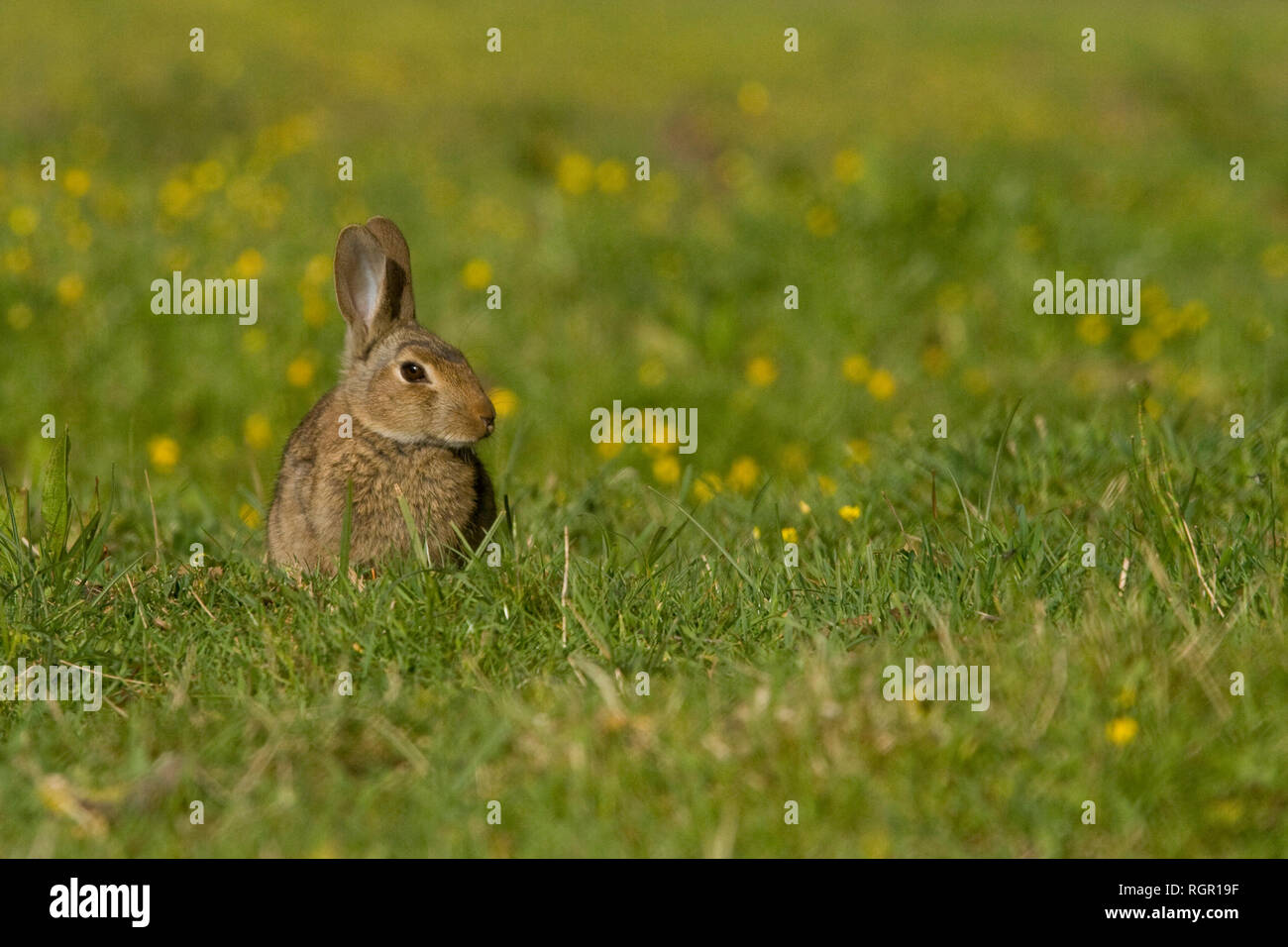 Common Rabbit in field, Derbyshire UK Stock Photo - Alamy