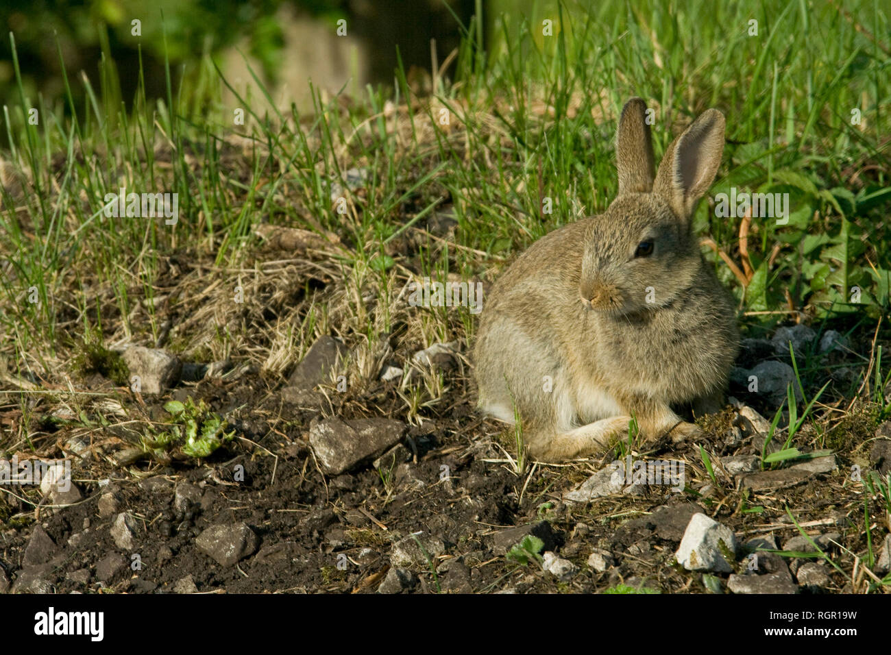 Common rabbit uk hi-res stock photography and images - Alamy