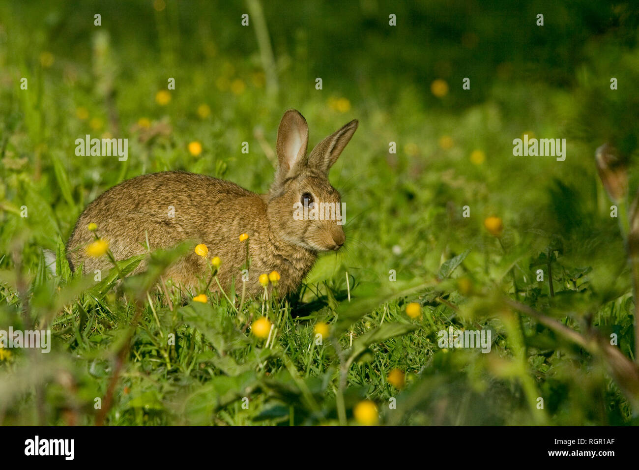 Common Rabbit in field, Derbyshire UK Stock Photo - Alamy